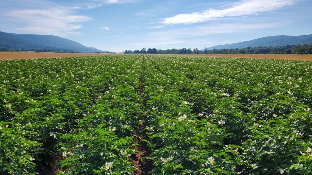 Sustainable Potato Production | Masser Family of Companies