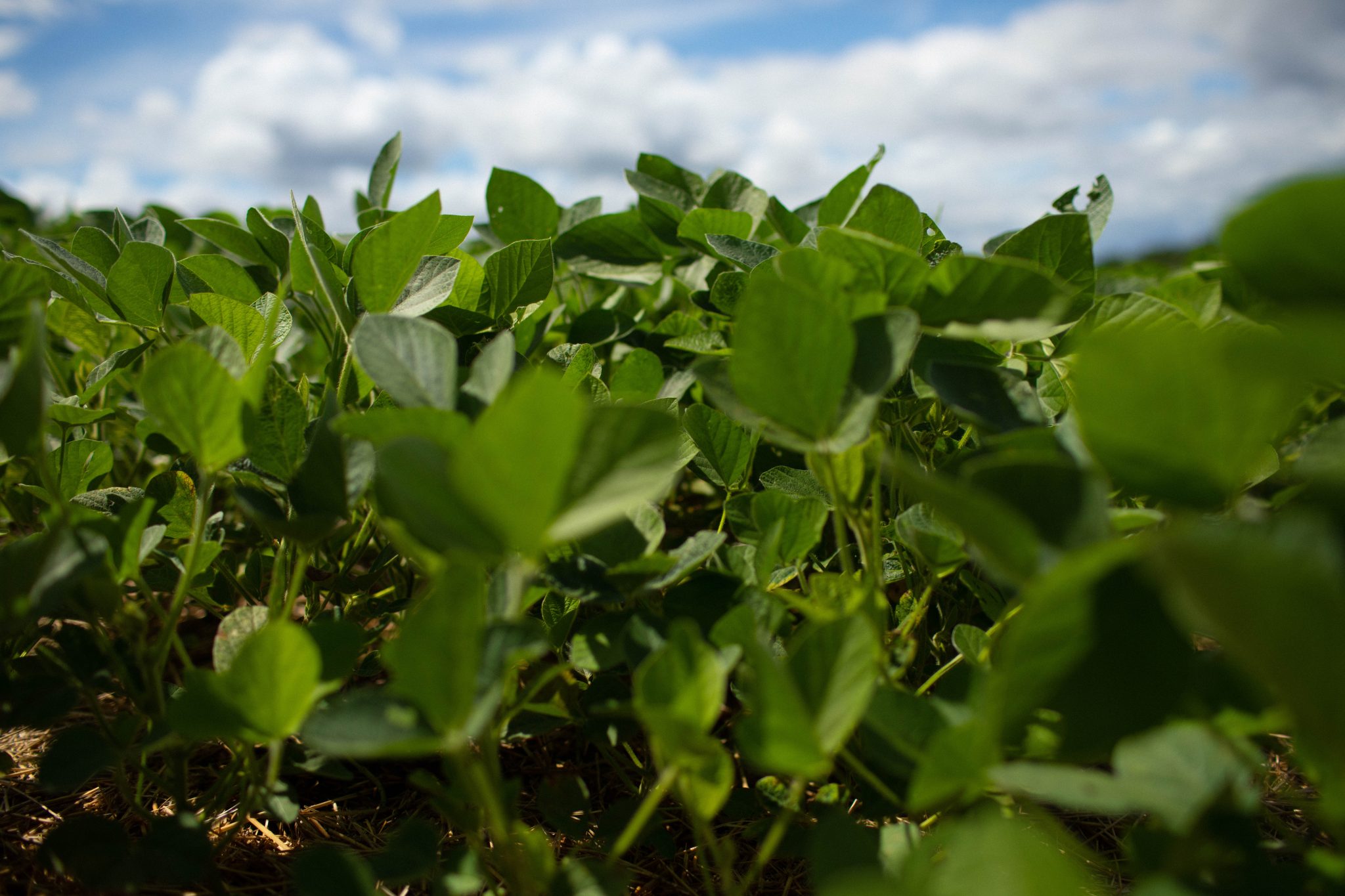 Our Difference | Sterman Masser Potato Farms